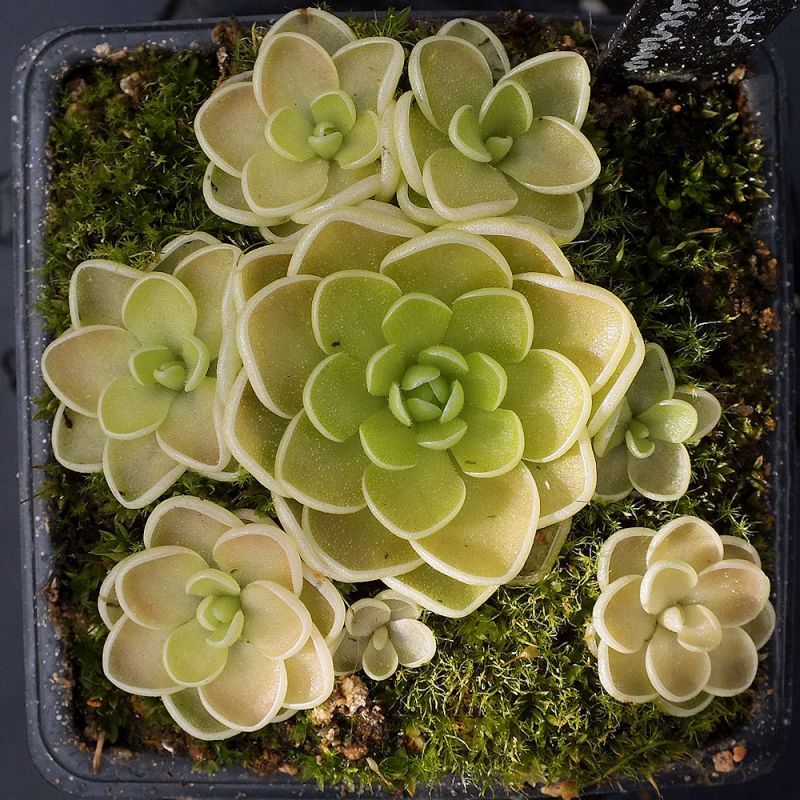 Sarracenia x harperi - Members Gallery - Carnivorous Plants UK