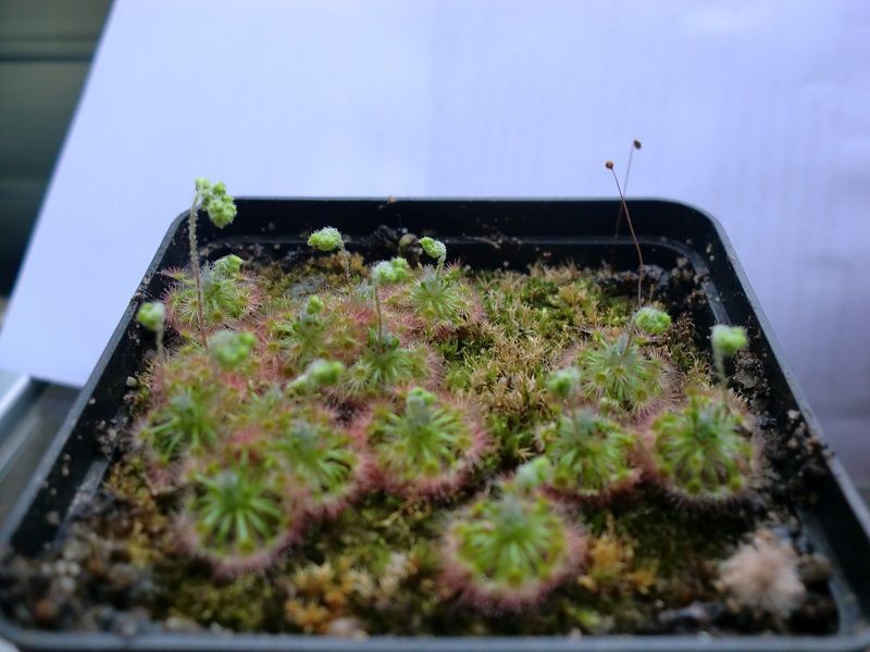 Drosera scorpioides - Members Gallery - Carnivorous Plants UK