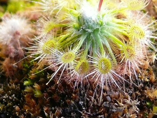 pygmy drosera - Members Gallery - Carnivorous Plants UK