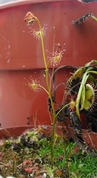 Drosera ordensis - Members Gallery - Carnivorous Plants UK
