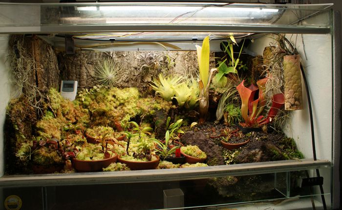 Carnivorous Plant Terrarium Setup