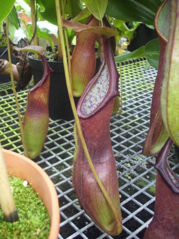 N. sanguinea X truncata - Members Gallery - Carnivorous Plants UK