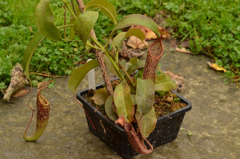 Nepenthes maxima - Alchetron, The Free Social Encyclopedia