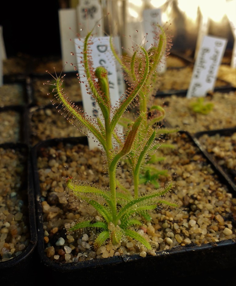 Some photos from my Drosera collection - Carnivorous Plants in ...