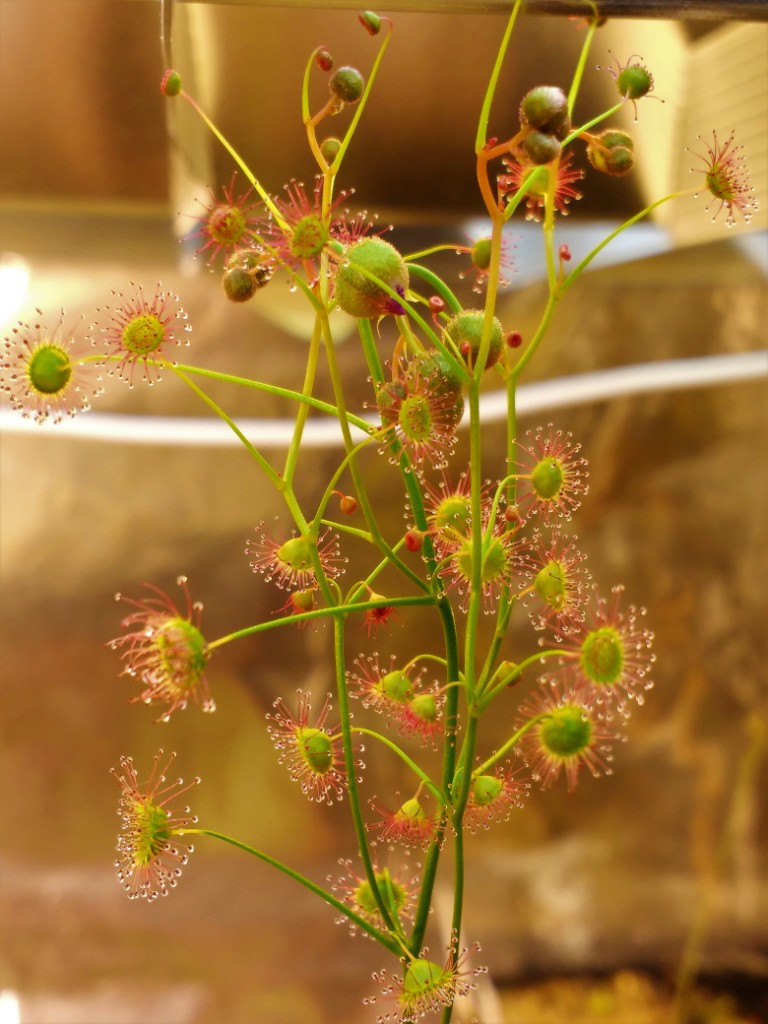 Some photos from my Drosera collection - Carnivorous Plants in ...