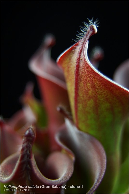 Ptaah's Heliamphora collection - Heliamphora - Carnivorous Plants UK