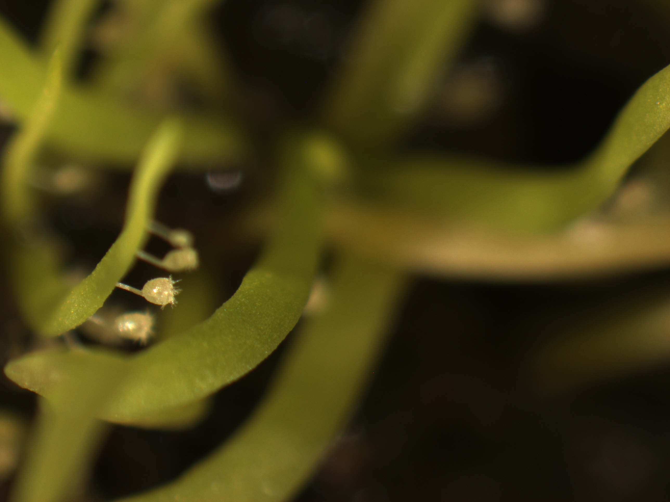 Utricularia sp. hermanus - leaf traps? - Utricularia - Carnivorous ...