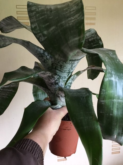 Bromeliads - Brocchinia & Catopsis - Carnivorous Plants UK