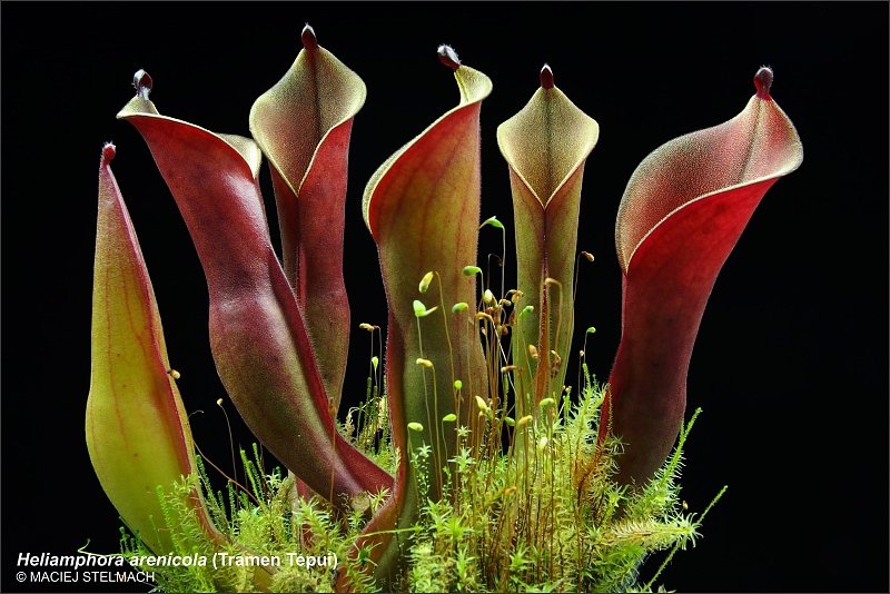 Ptaah's Heliamphora collection - Heliamphora - Carnivorous Plants UK