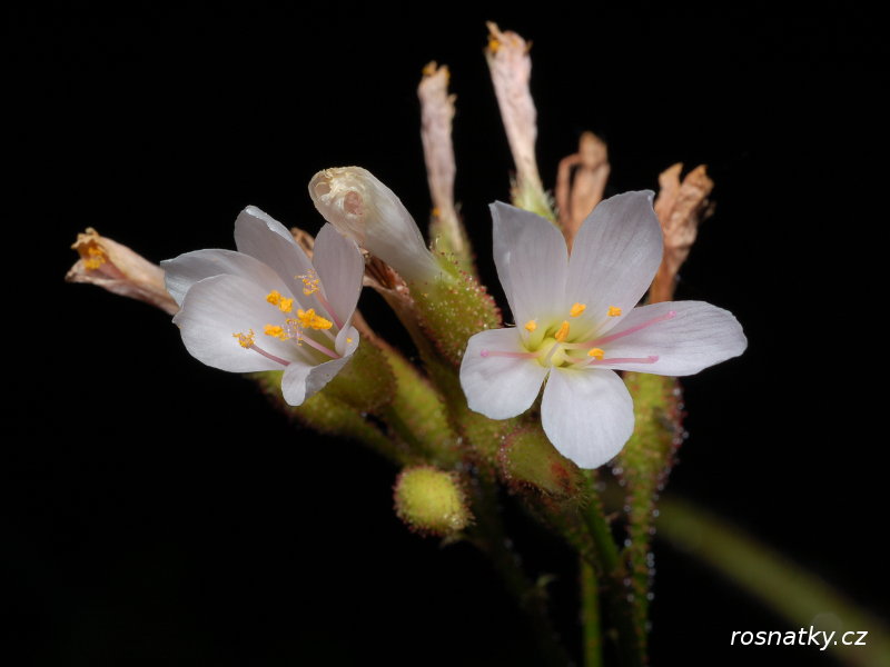 pollination - Drosera regia - white flower - Drosera - Carnivorous ...