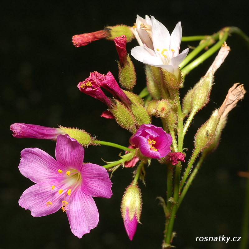 pollination - Drosera regia - white flower - Drosera - Carnivorous ...