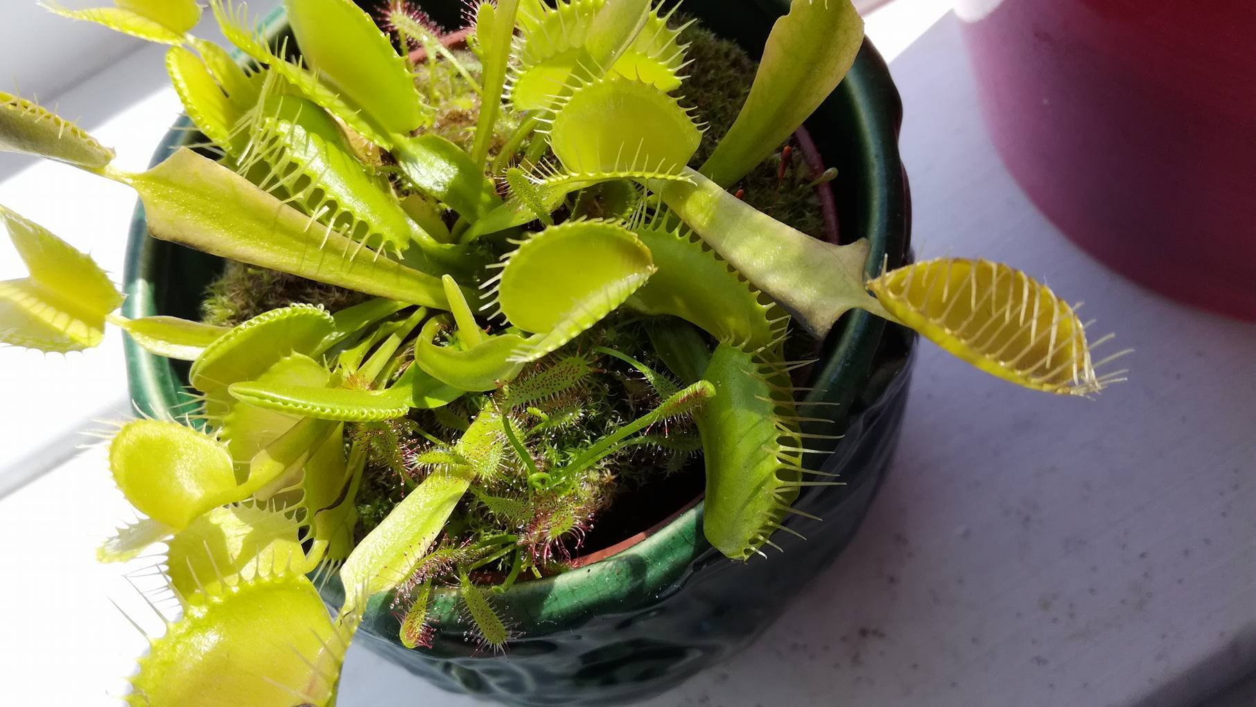 D.capensis appearing - Drosera - Carnivorous Plants UK
