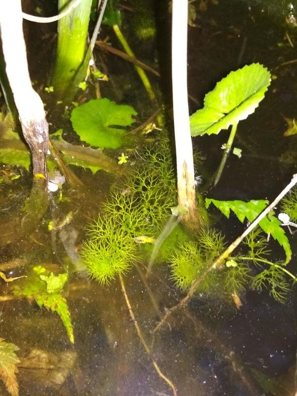 My U.stygia - Utricularia - Carnivorous Plants UK