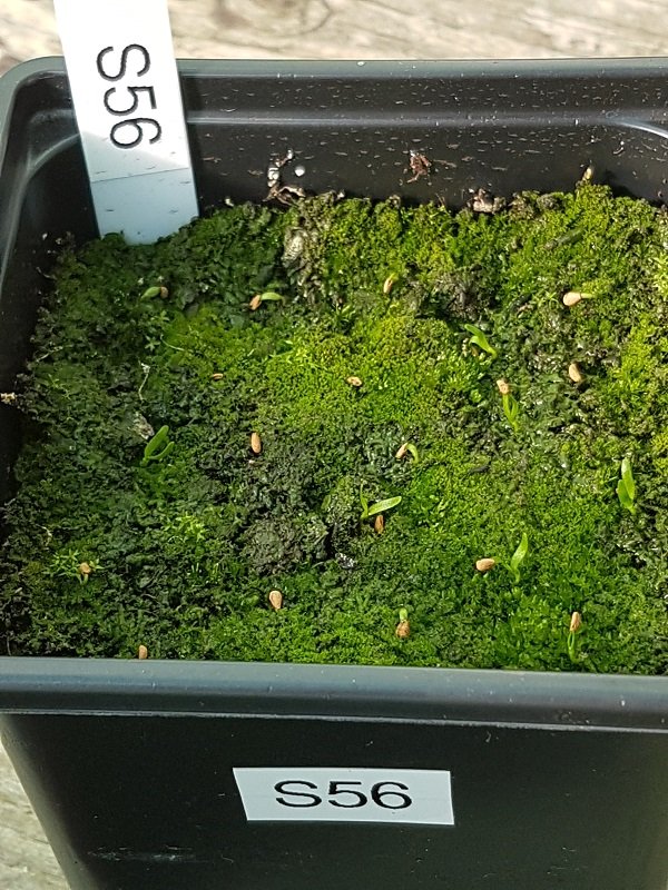 sample pot.jpg - Members Gallery - Carnivorous Plants UK