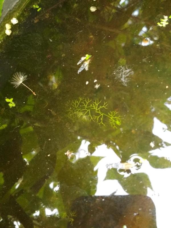 My U.stygia - Utricularia - Carnivorous Plants UK
