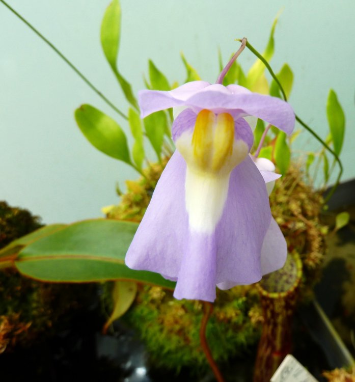 Picking the Right Utricularia - Utricularia - Carnivorous Plants UK