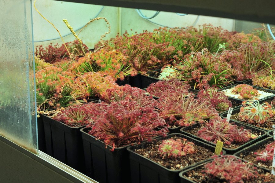 Growing Drosera Petiolaris complex plants - Drosera - Carnivorous Plants UK