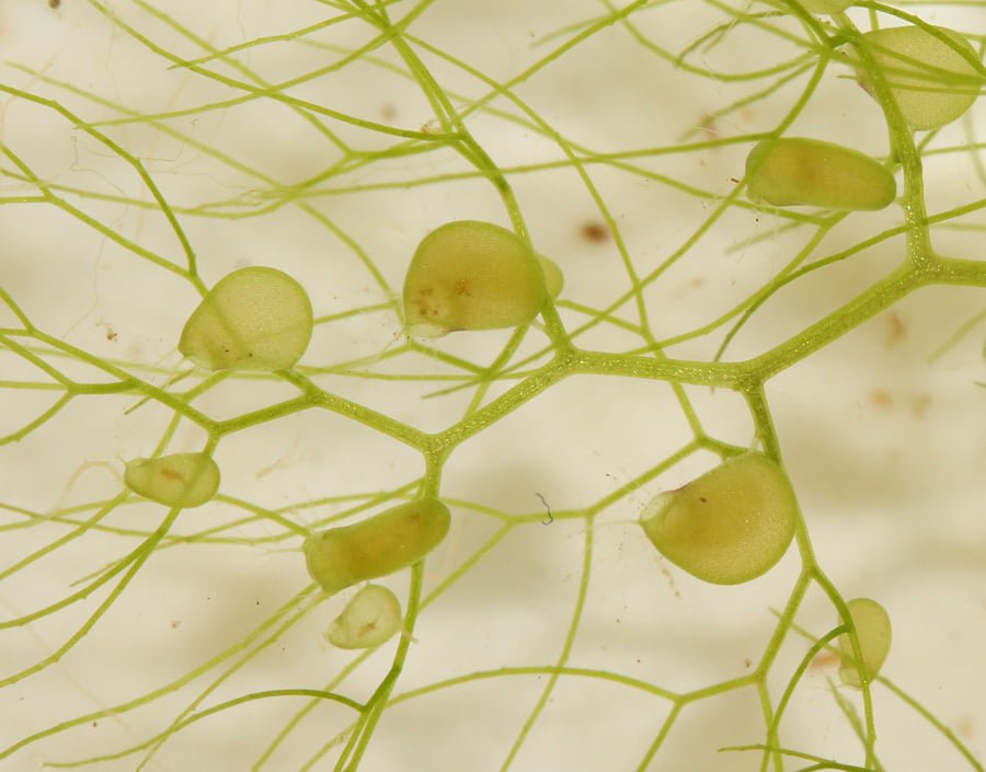 Utricularia inflata (New Jersey) - Members Gallery - Carnivorous Plants UK