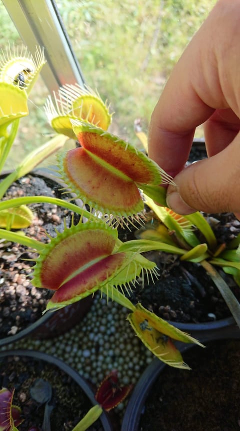 Kuro's album - Carnivorous Plants in Cultivation - Carnivorous Plants UK