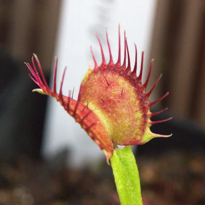 Kuro's album - Carnivorous Plants in Cultivation - Carnivorous Plants UK