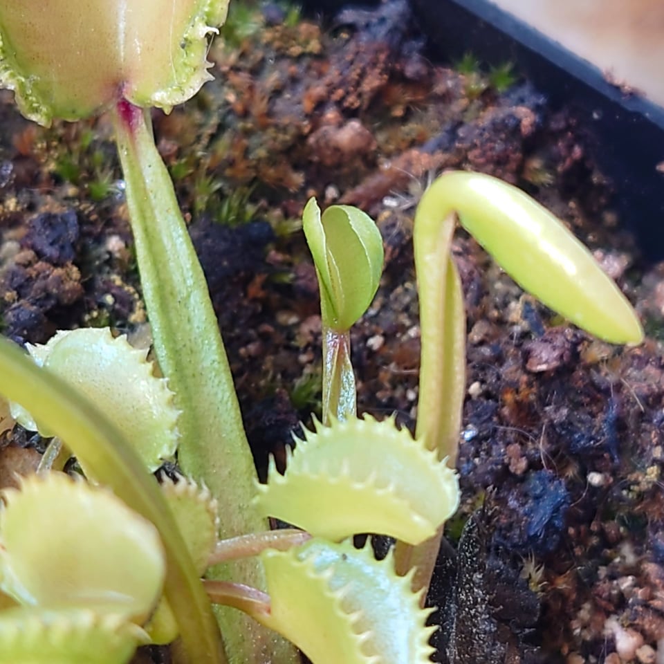 Kuro's album - Carnivorous Plants in Cultivation - Carnivorous Plants UK