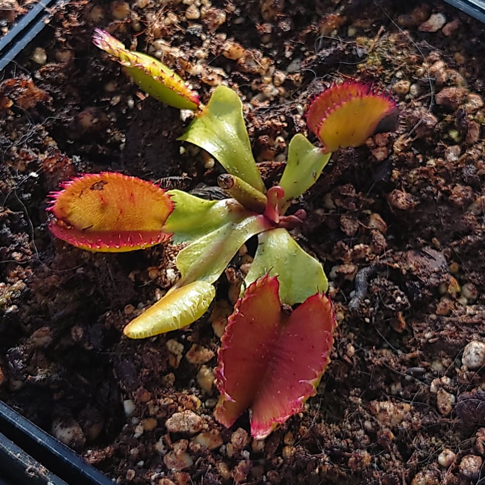 Kuro's album - Carnivorous Plants in Cultivation - Carnivorous Plants UK