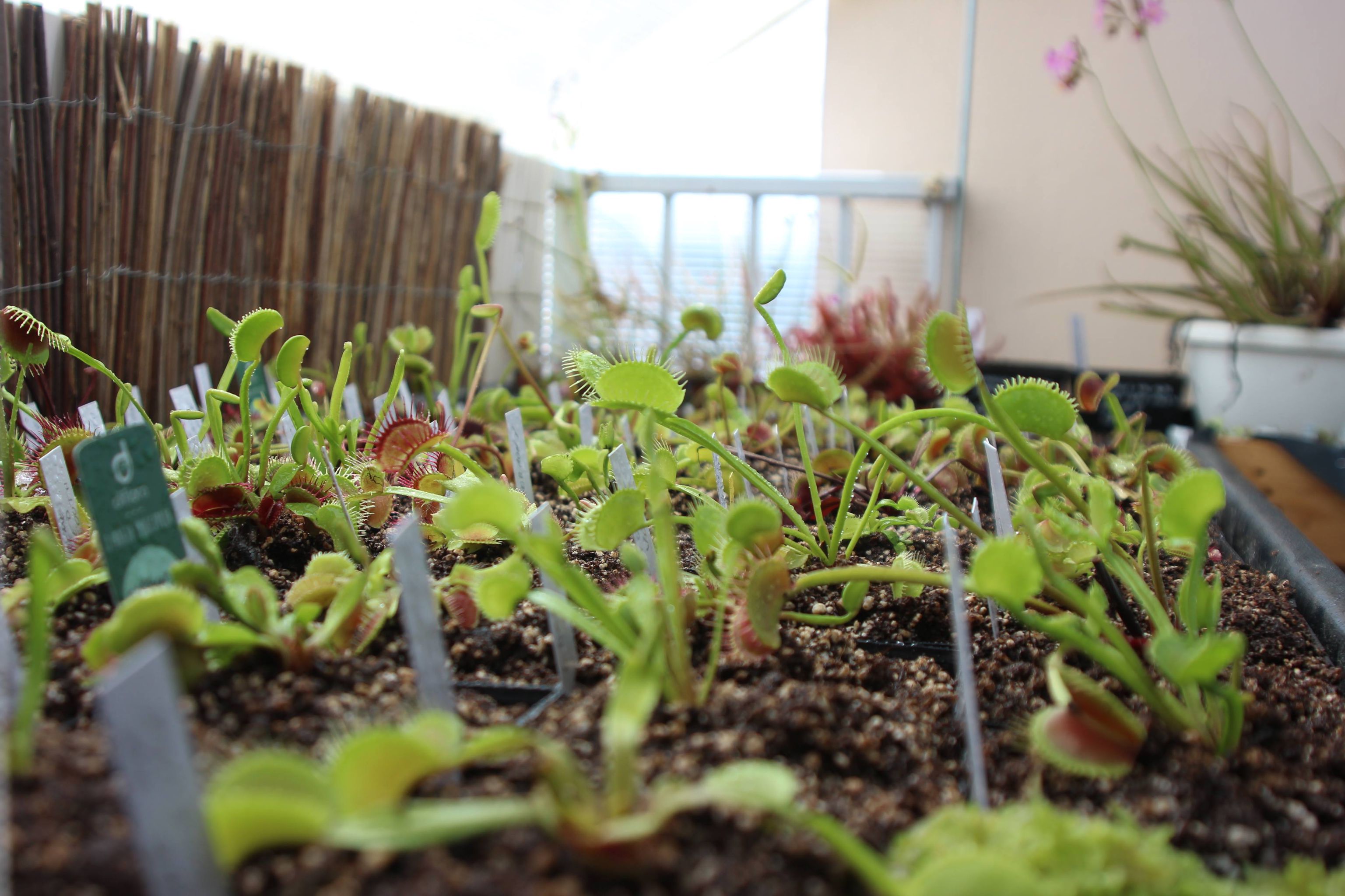 Kuro's album - Carnivorous Plants in Cultivation - Carnivorous Plants UK