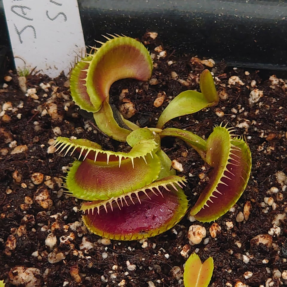 Kuro's album - Carnivorous Plants in Cultivation - Carnivorous Plants UK