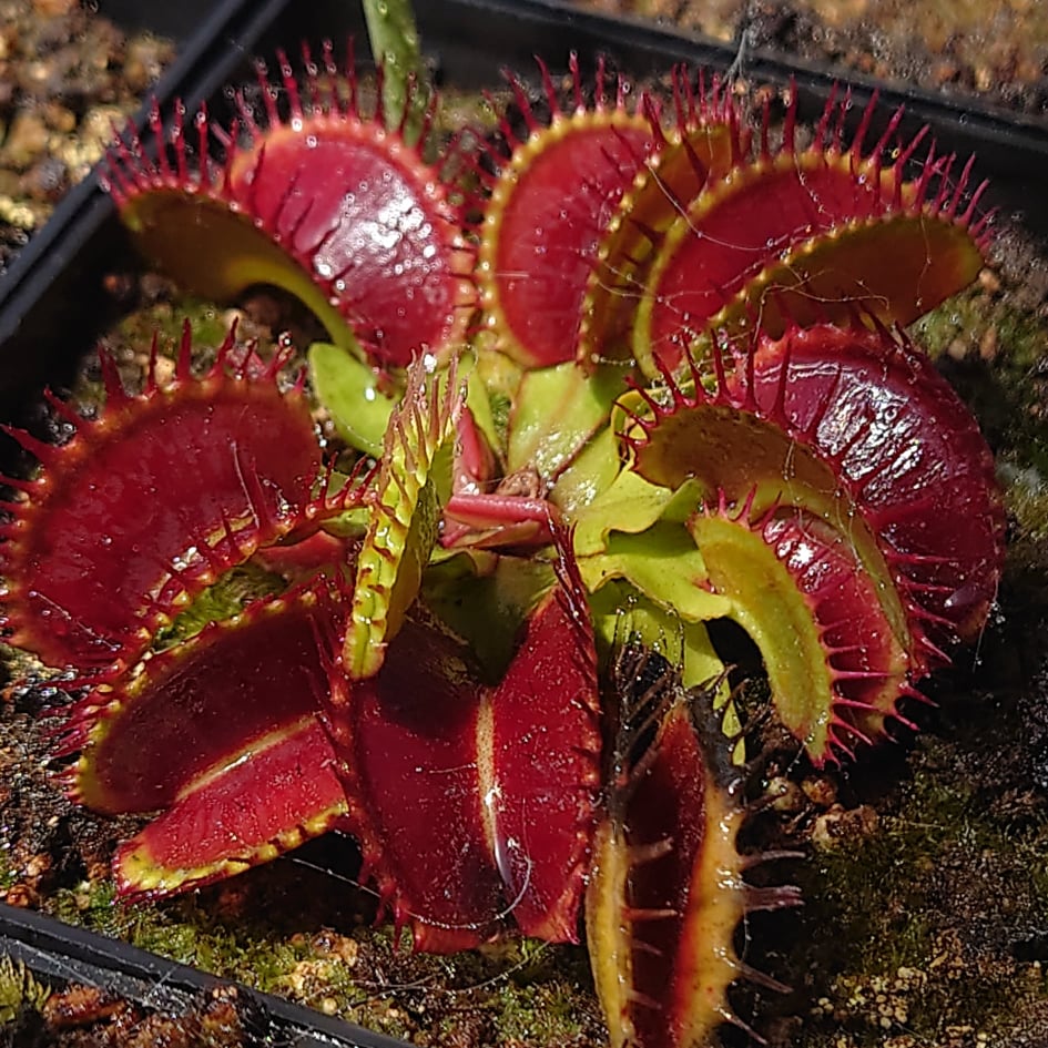 Kuro's album - Carnivorous Plants in Cultivation - Carnivorous Plants UK
