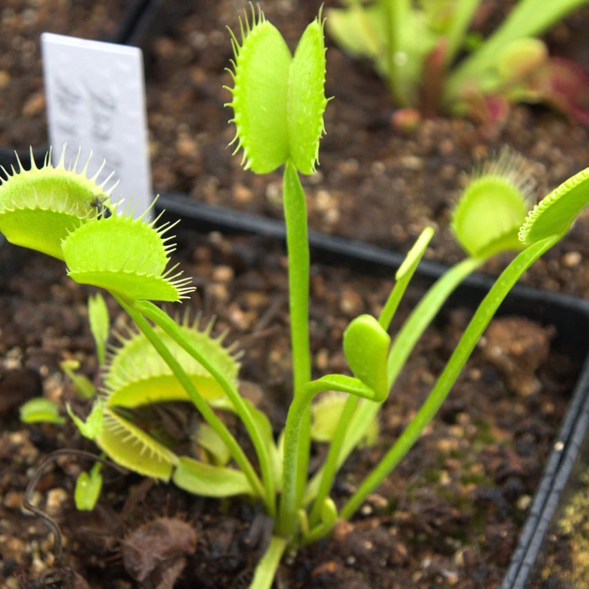 Kuro's album - Carnivorous Plants in Cultivation - Carnivorous Plants UK