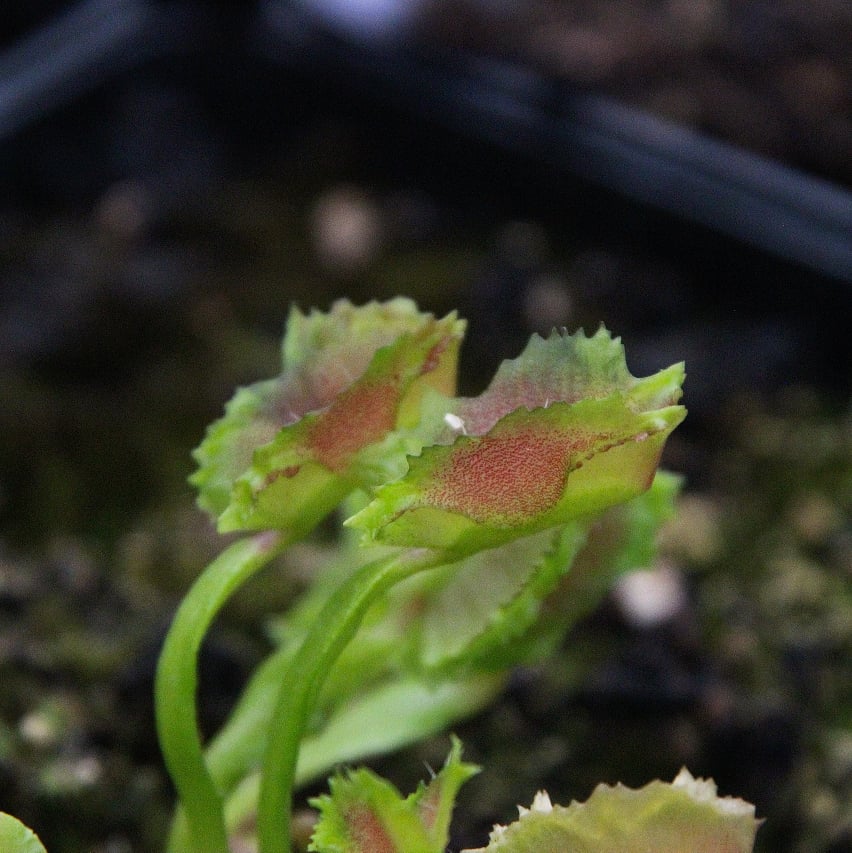 Kuro's album - Carnivorous Plants in Cultivation - Carnivorous Plants UK