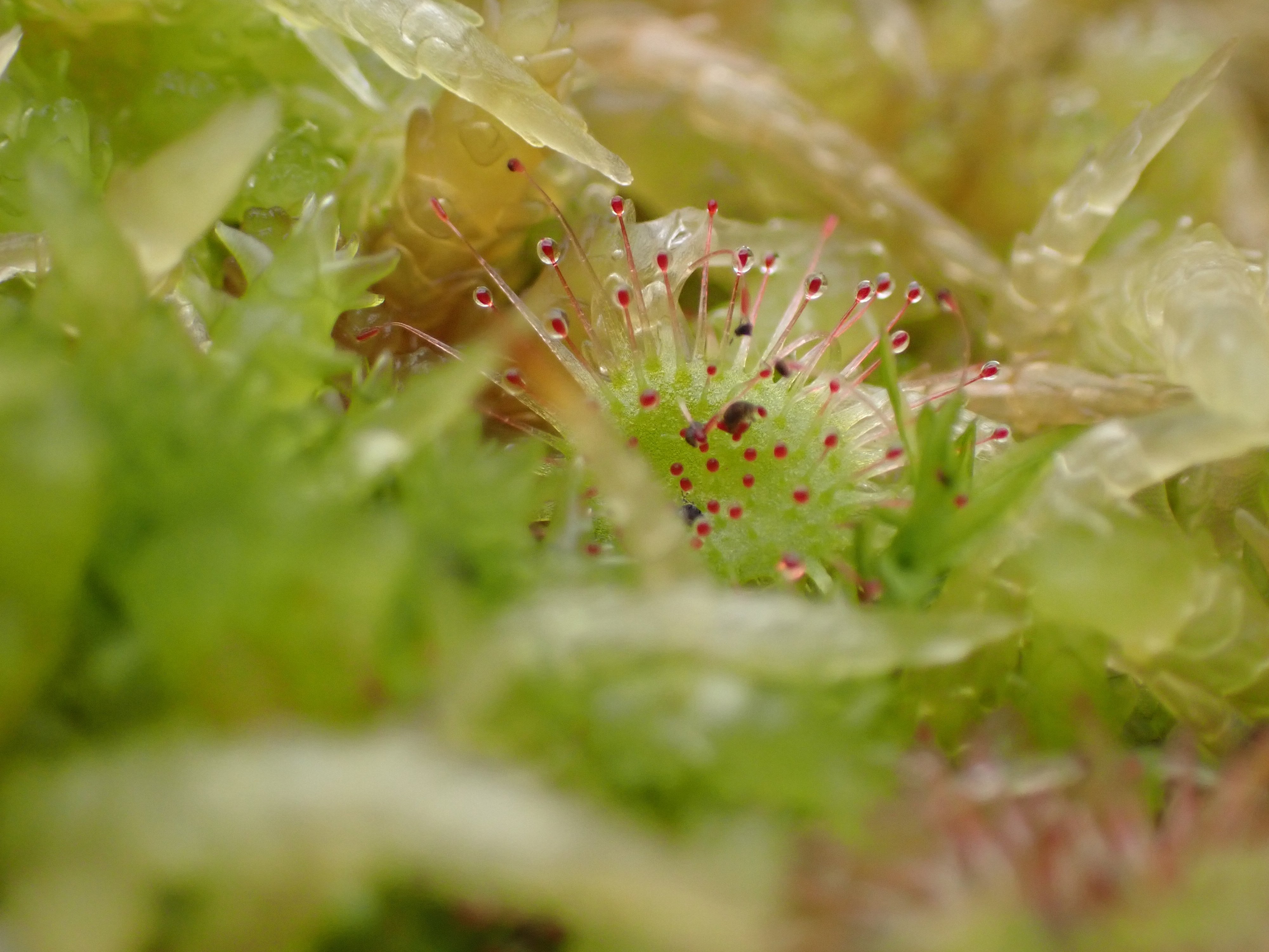 Stylidium albomontis seedlings? - General Carnivorous Plant Discussion ...