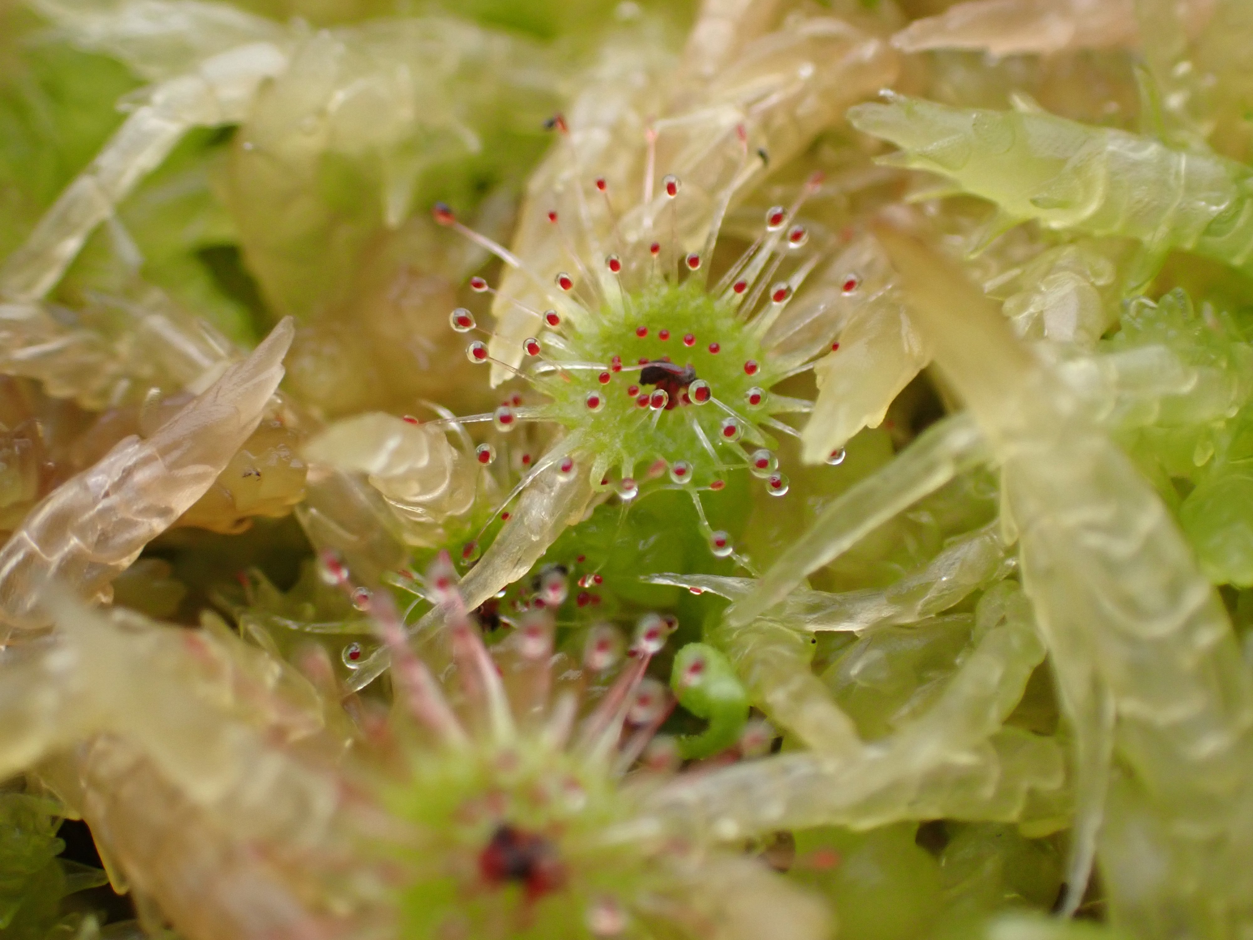 Stylidium albomontis seedlings? - General Carnivorous Plant Discussion ...