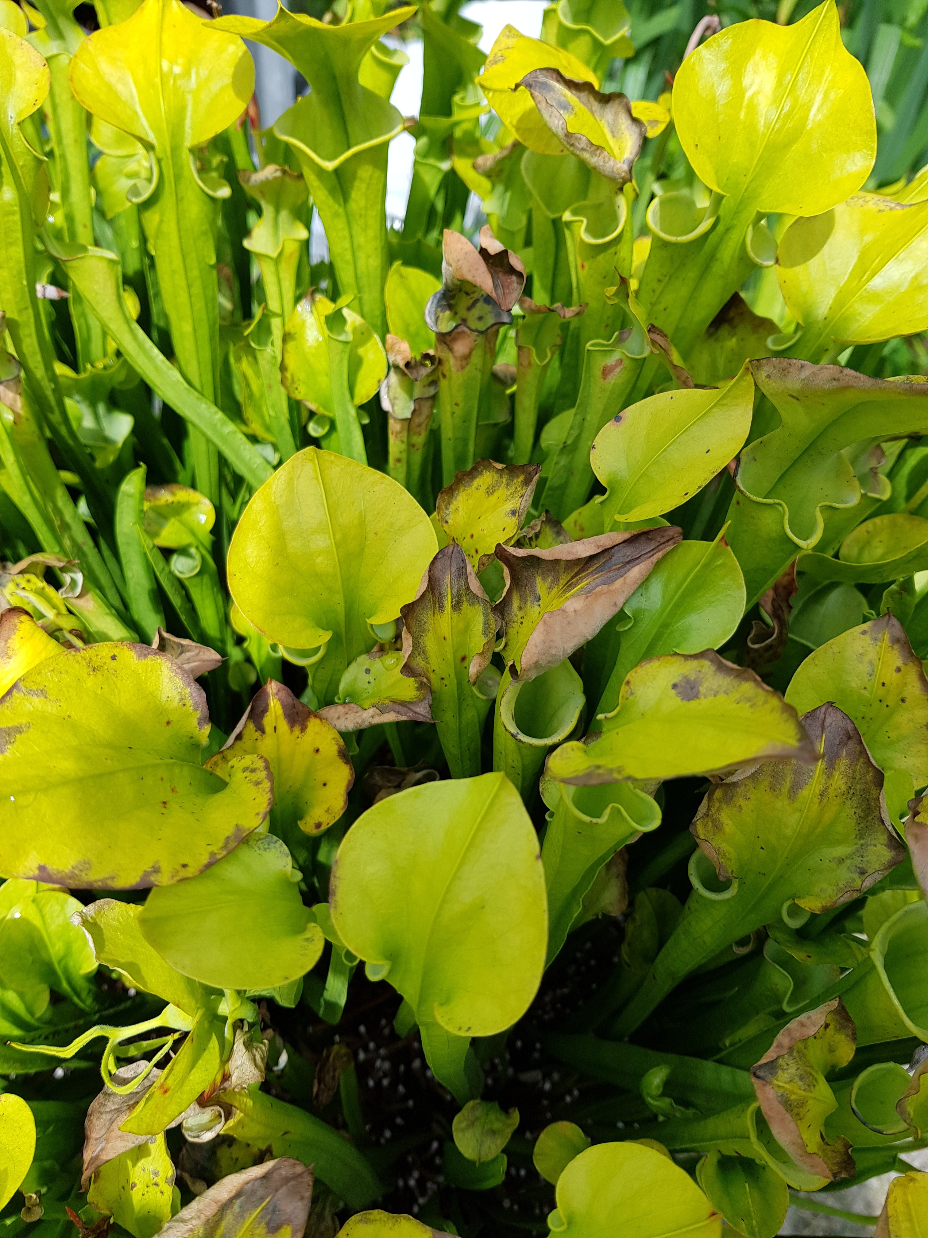 Pitchers dying early? - Sarracenia - Carnivorous Plants UK