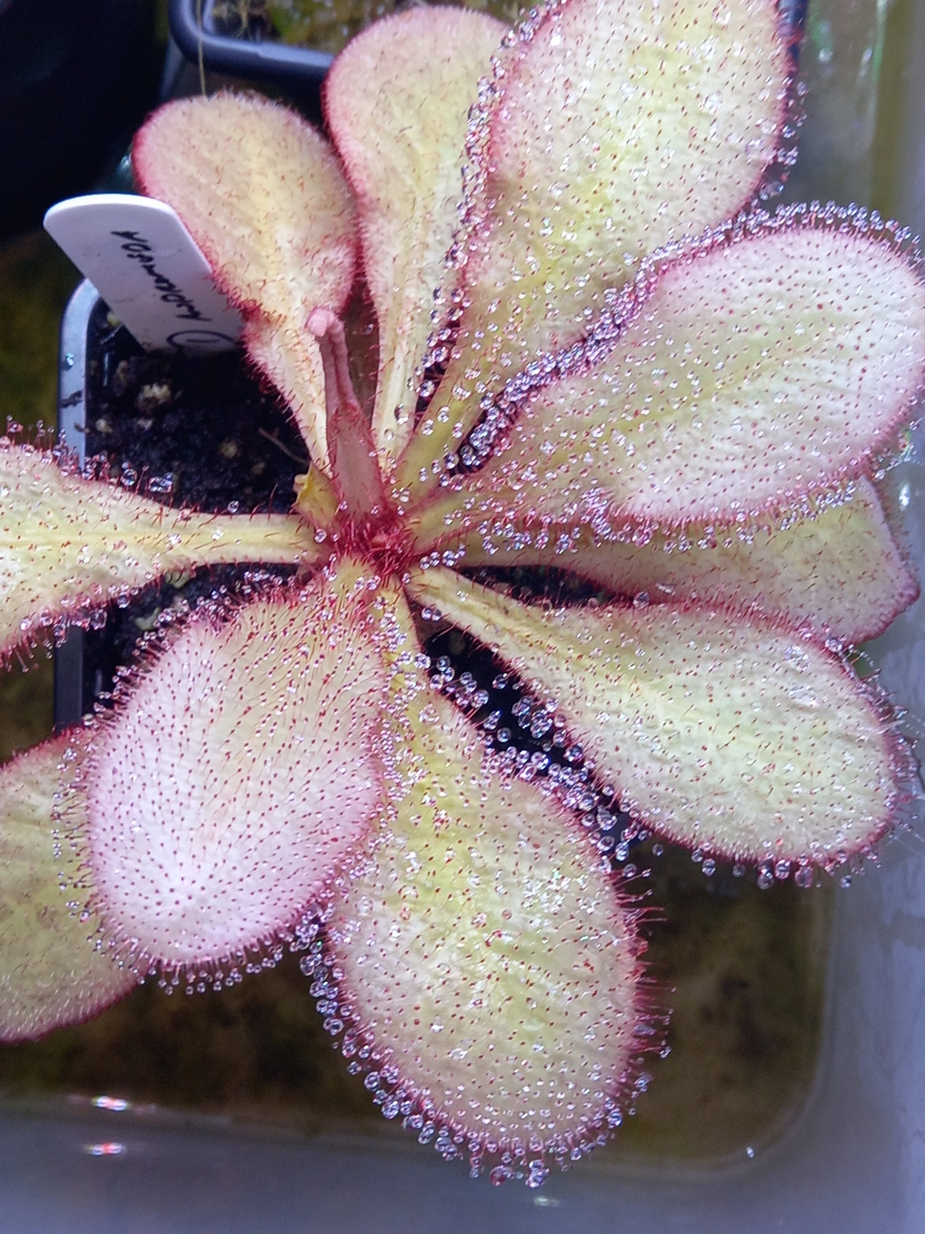 Drosera Andromeda - Drosera - Carnivorous Plants UK