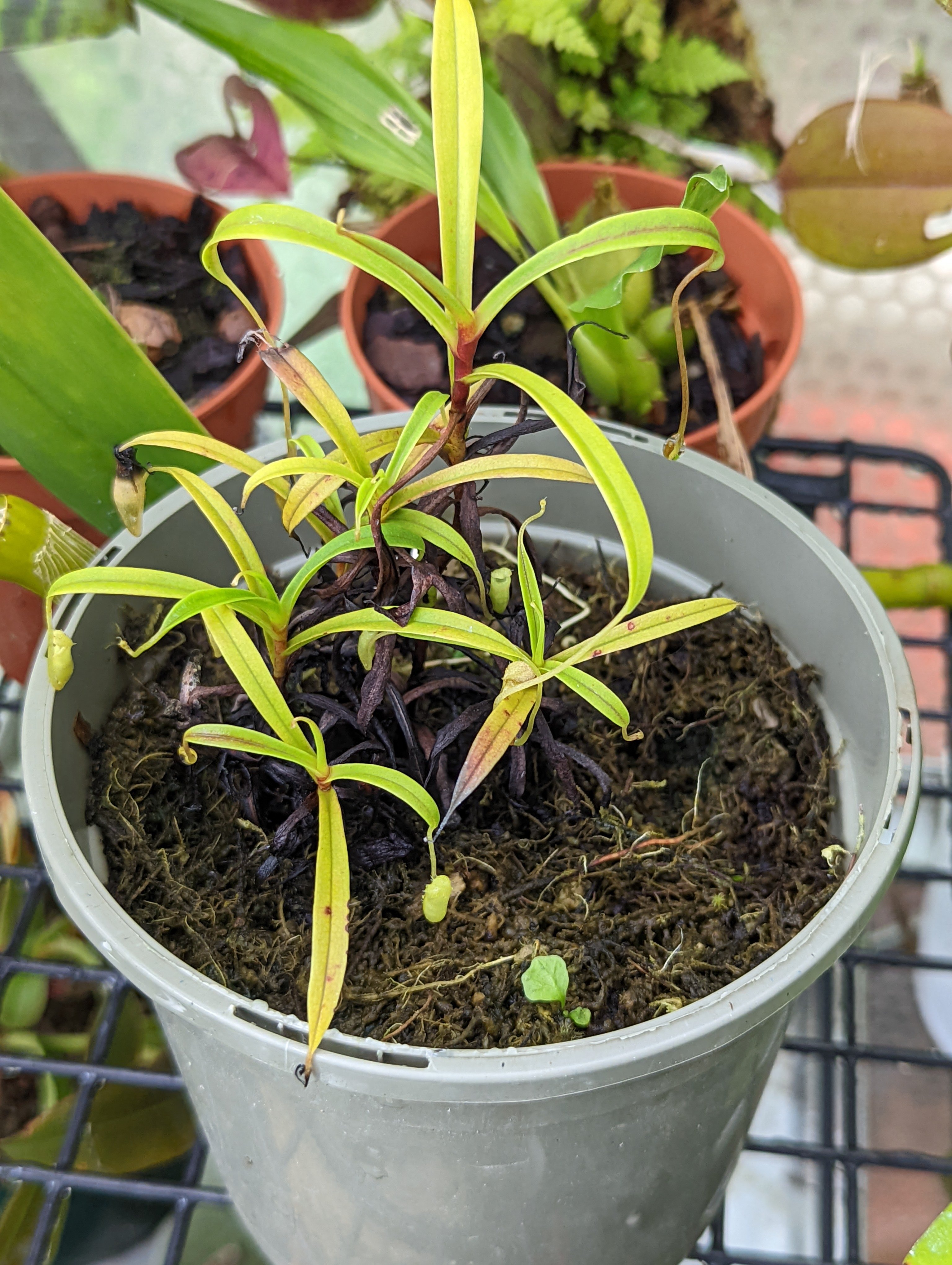 Miniature Nep/Lost label - Nepenthes - Carnivorous Plants UK