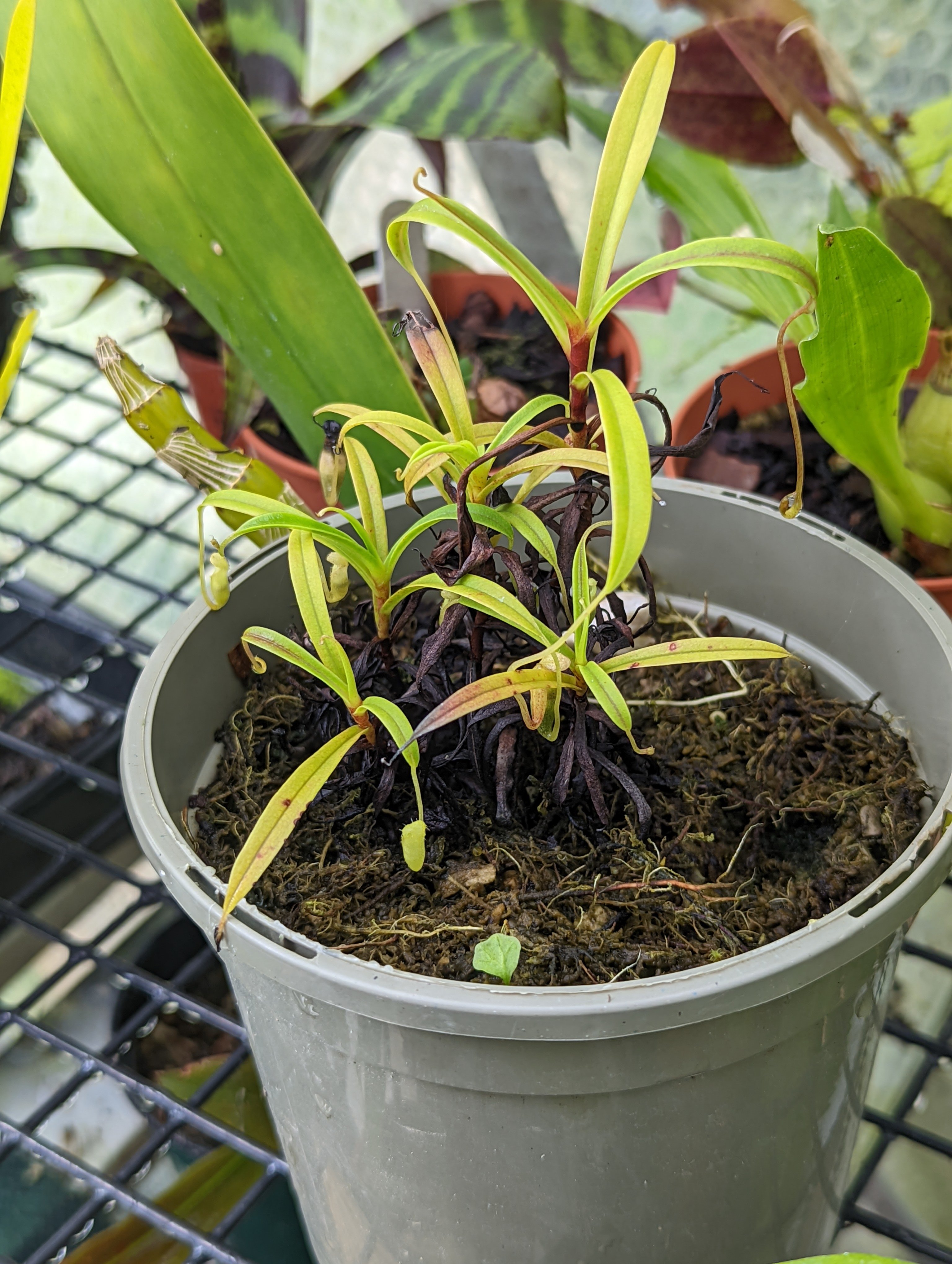 Miniature Nep/Lost label - Nepenthes - Carnivorous Plants UK