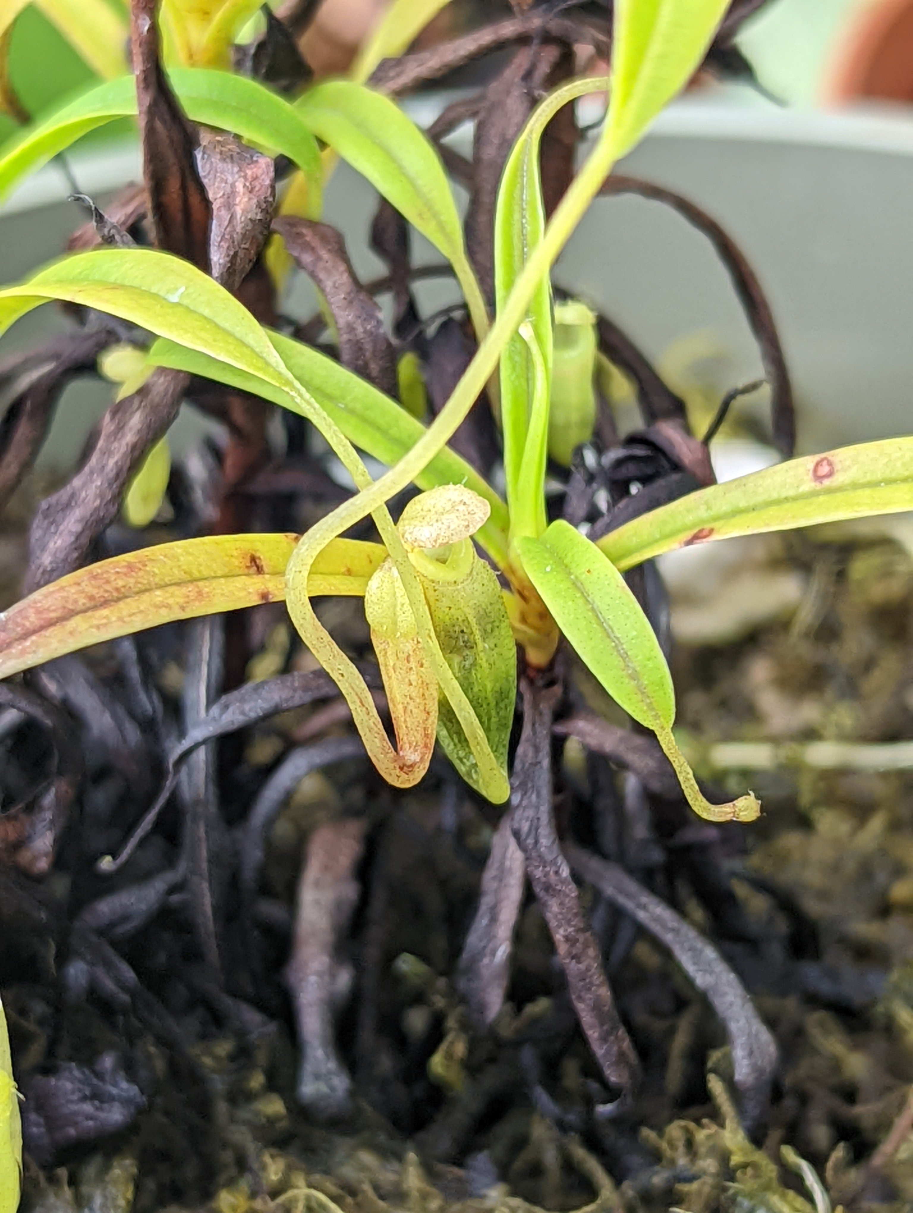 Miniature Nep/Lost label - Nepenthes - Carnivorous Plants UK