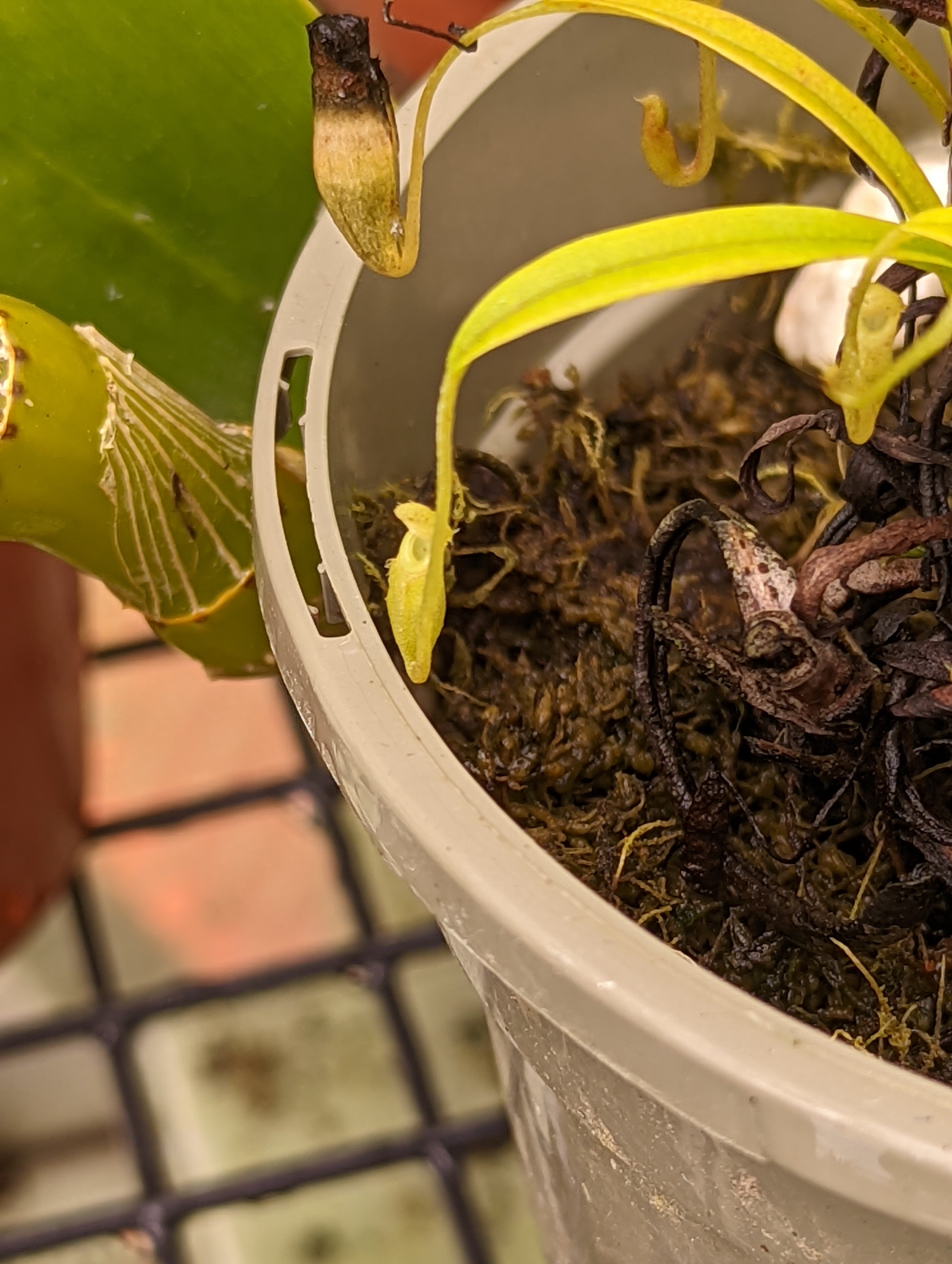 Miniature Nep/Lost label - Nepenthes - Carnivorous Plants UK