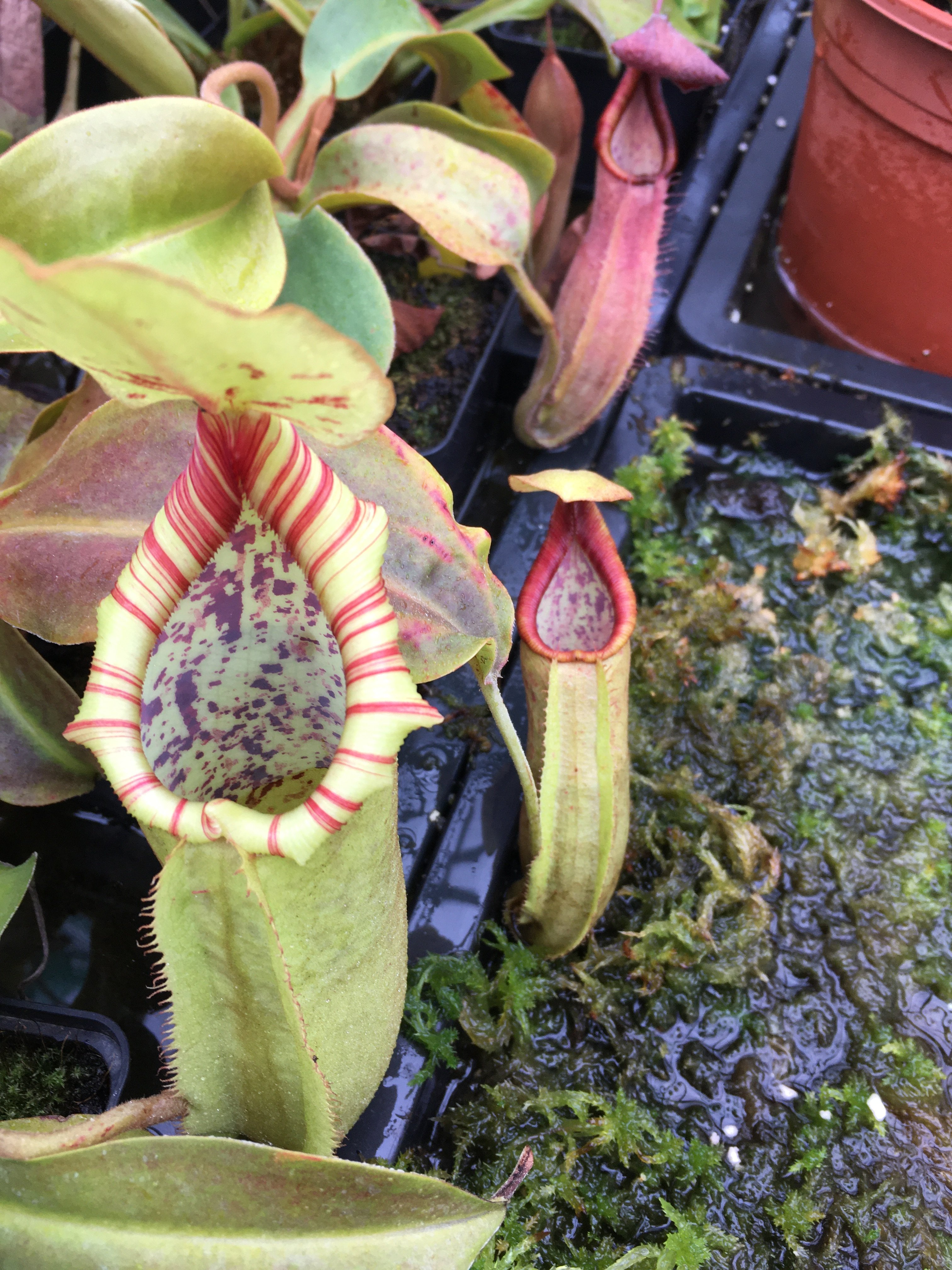 Some pictures of my seedgrown Nepenthes (spathulata x spectabilis) x N ...
