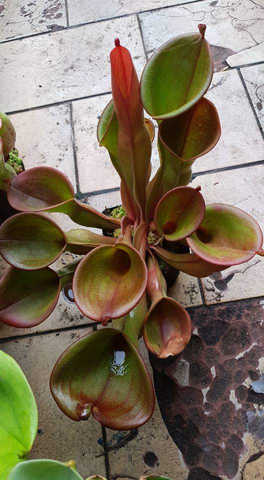 Heliamphora Ionasii Urs Zimmermann Clone - Heliamphora - Carnivorous ...